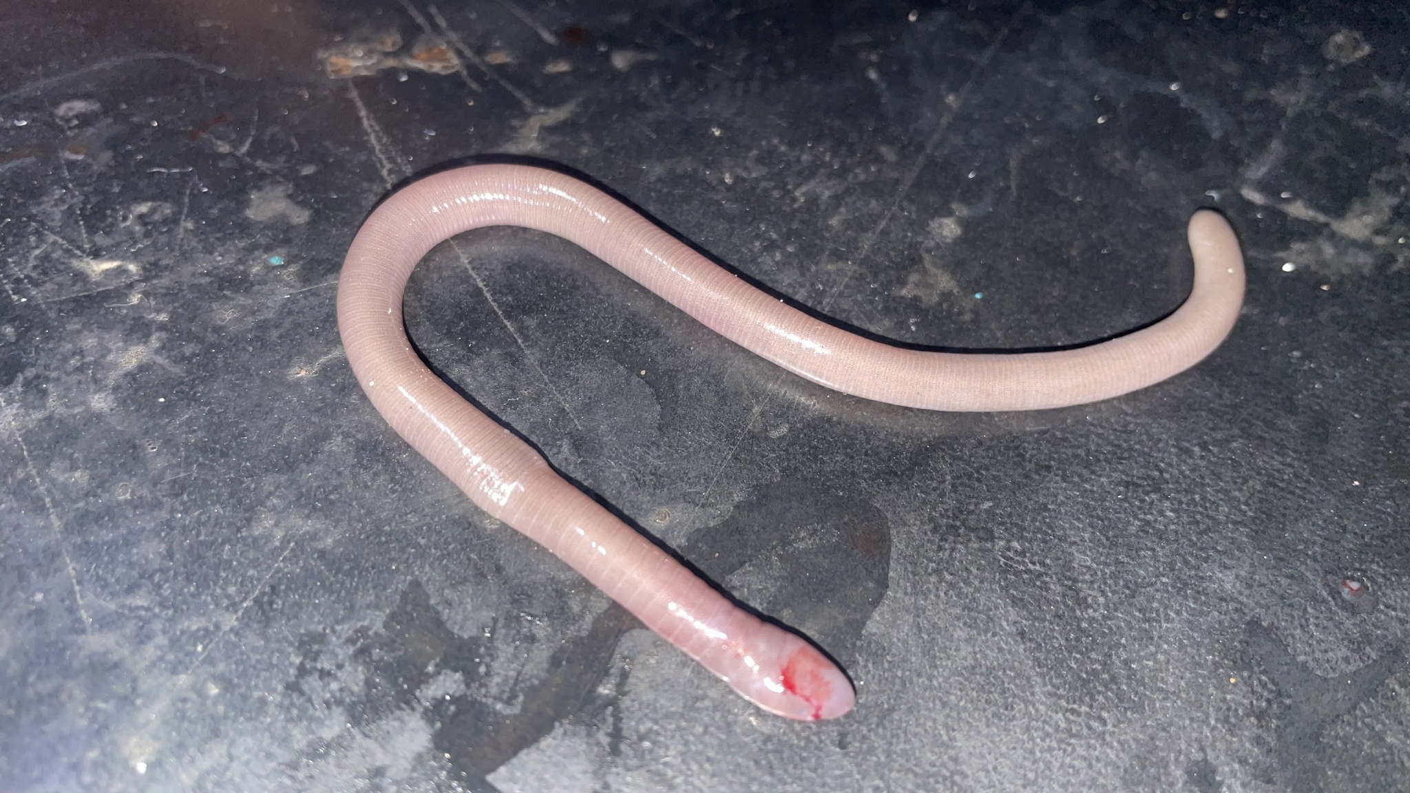Dermophis oaxacae (Mertens, 1930)