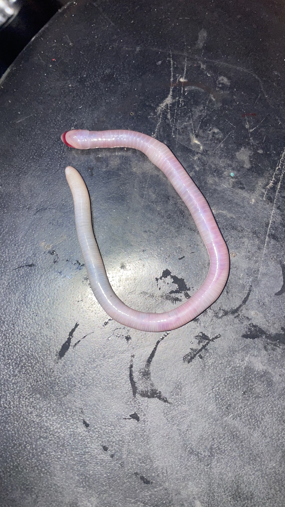 Dermophis oaxacae (Mertens, 1930)