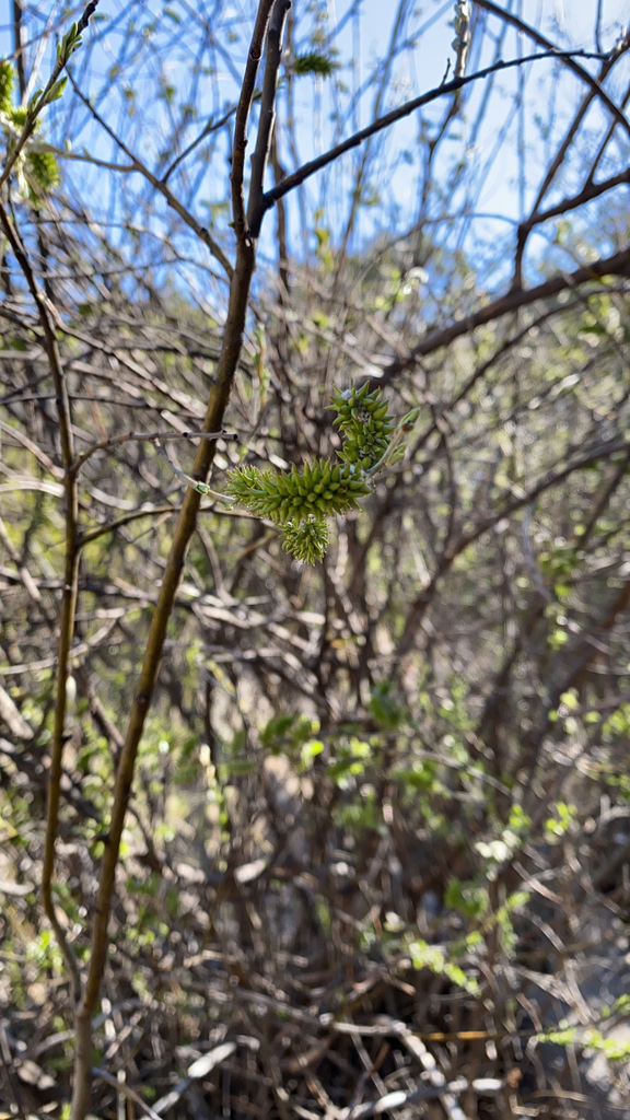 Willows from Saguaro National Park, Pima County, US-AZ, US on April 9 ...