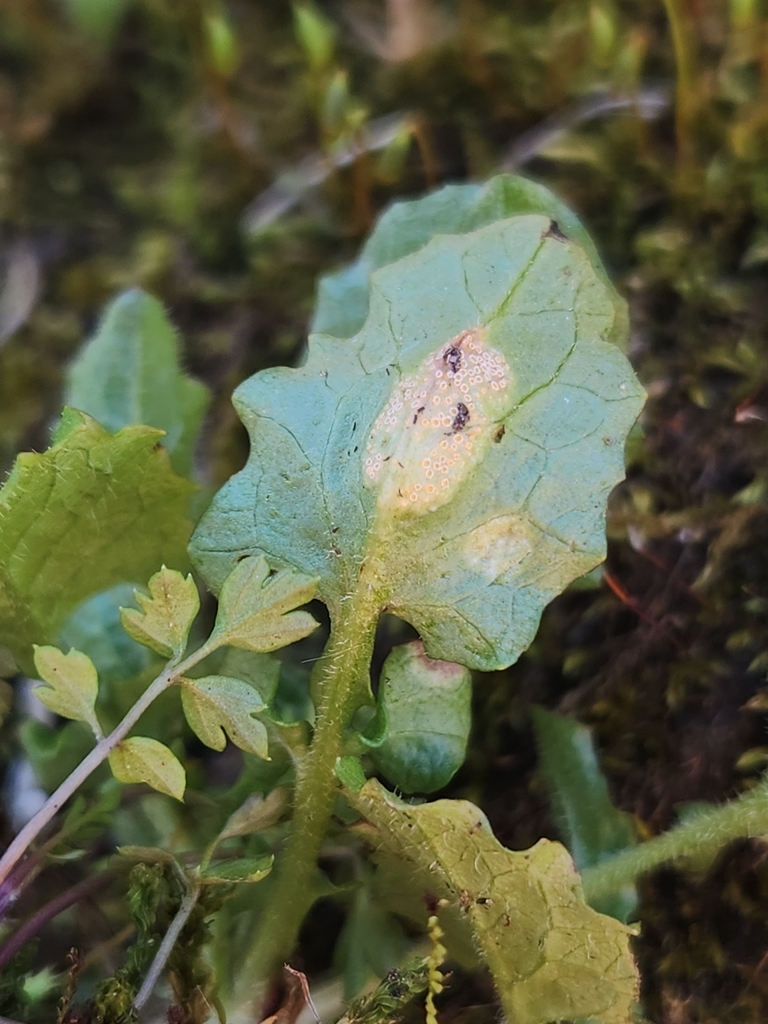 Nipplewort Rust from Highland Park, Reservoir Drive, Pittsburgh, PA ...
