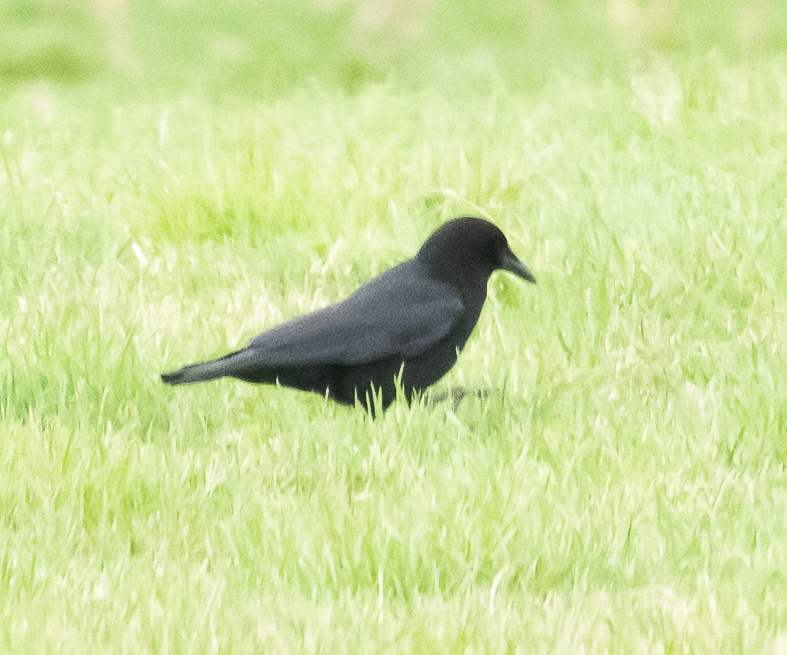 American Crow from Centre County, PA, USA on April 07, 2023 at 08:40 AM ...