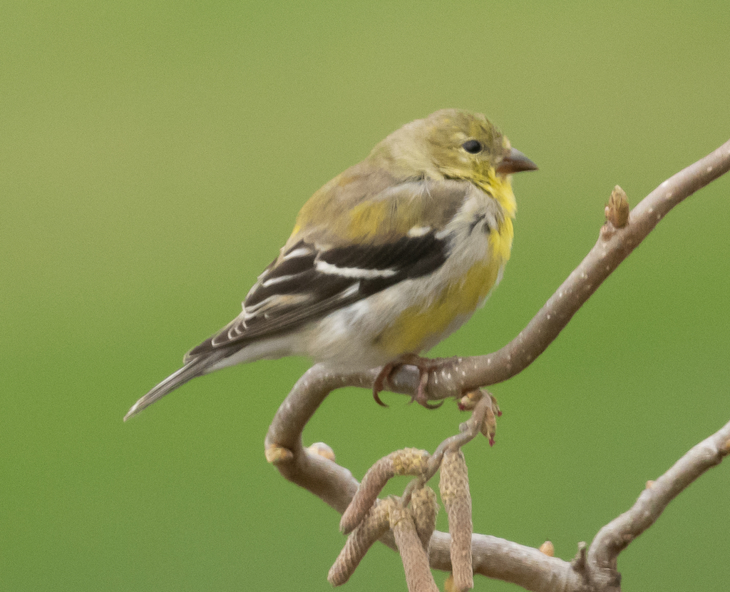 American Goldfinch from Centre County, PA, USA on April 07, 2023 at 08: ...