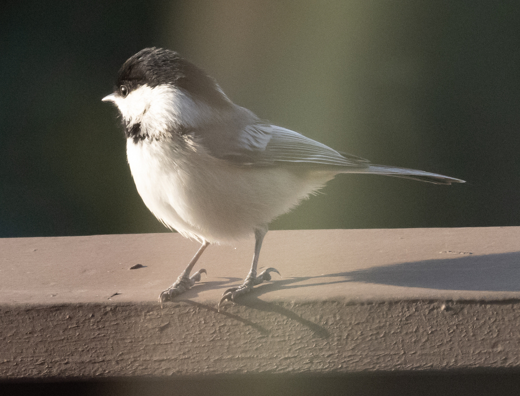 Black-capped Chickadee from Centre County, PA, USA on April 08, 2023 at ...