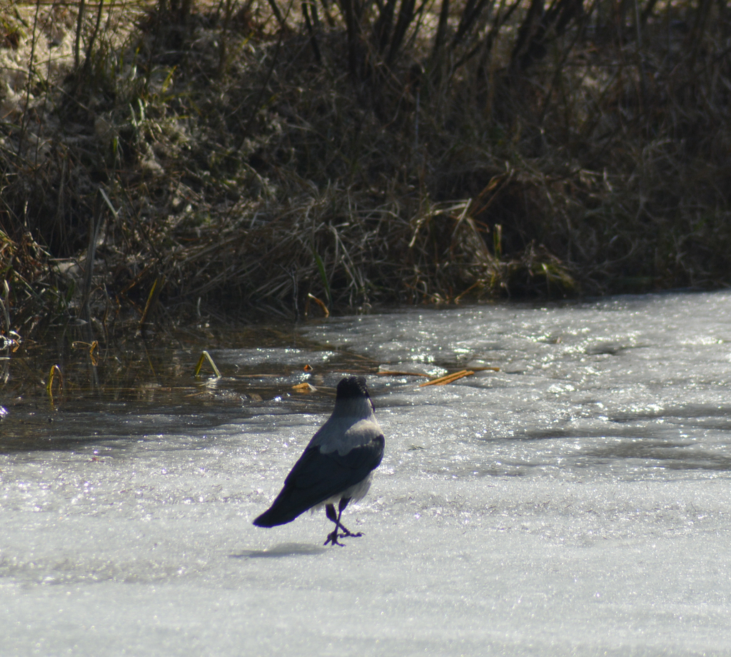 Hooded Crow from Nekouzsky District, Yaroslavl Oblast, Russia on April ...