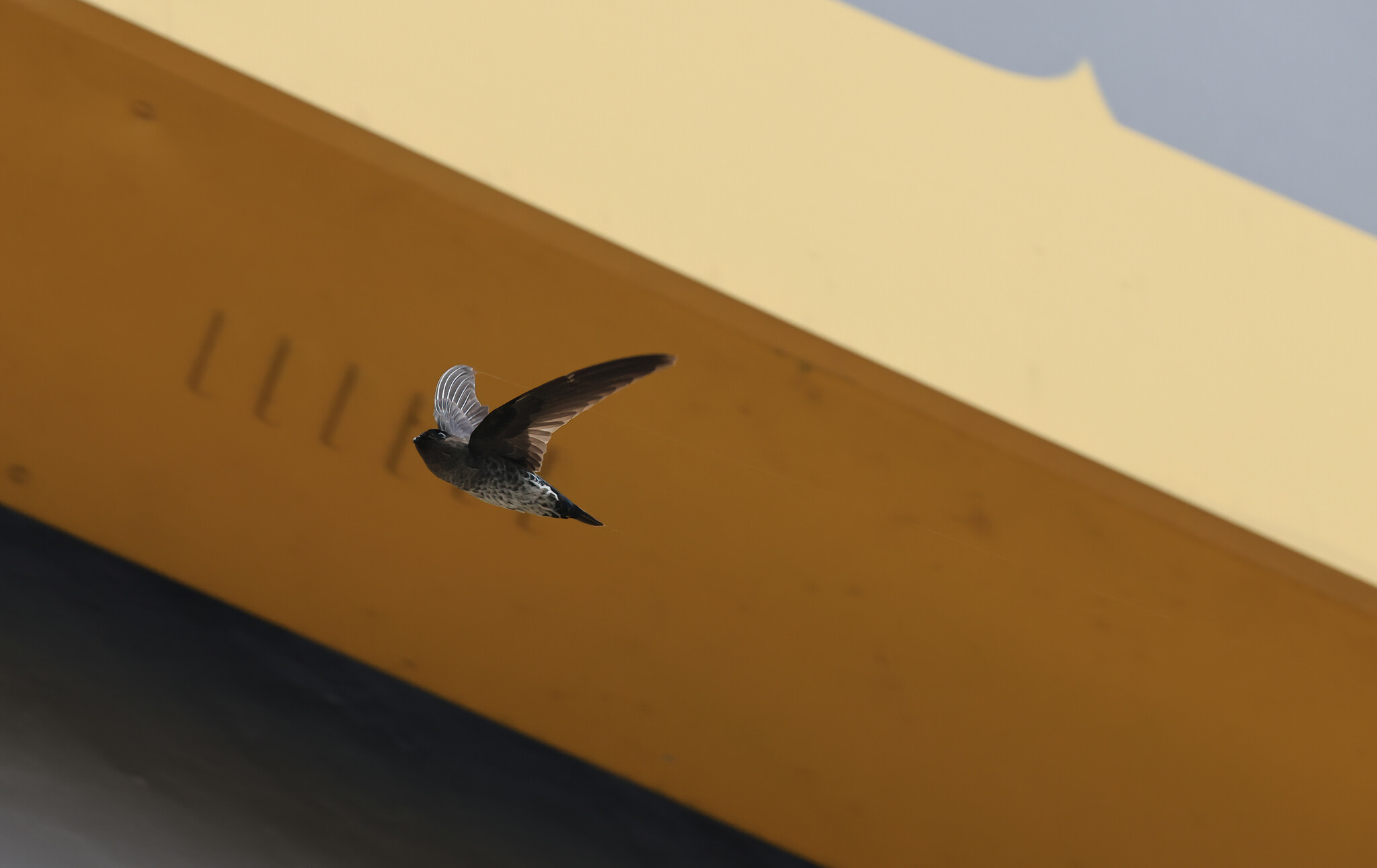 Collocalia affinis Beavan, 1867