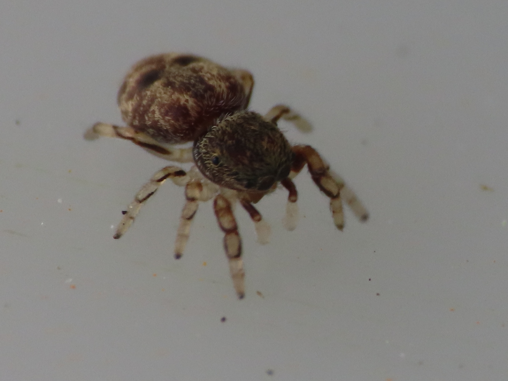 Ballus chalybeius (Walckenaer, 1802)