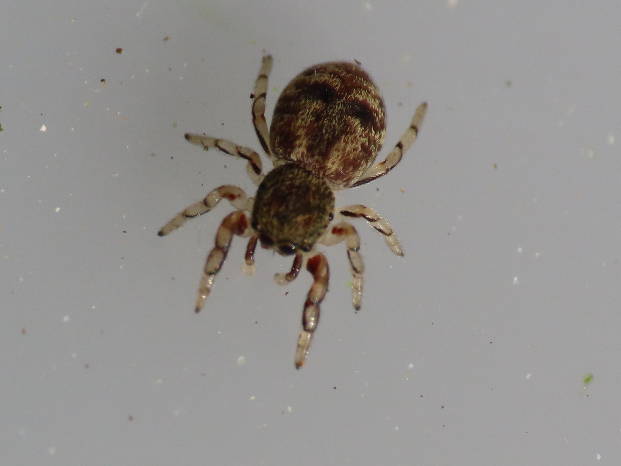 Ballus chalybeius (Walckenaer, 1802)