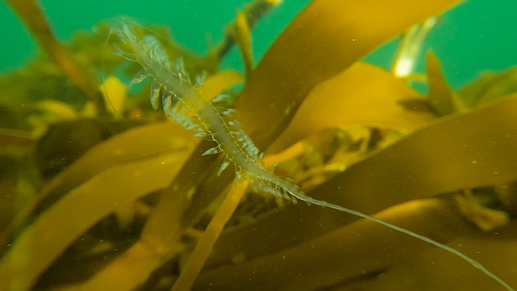 Tomopteris helgolandica from Halifax, CA-NS, CA on April 8, 2023 at 12: ...