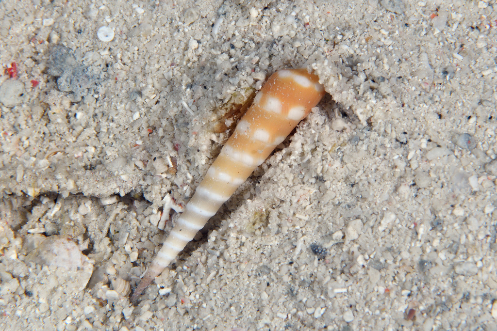 Terebra guttata from Papua New Guinea on March 15, 2023 at 08:02 PM by terence zahner. 20230315 ...