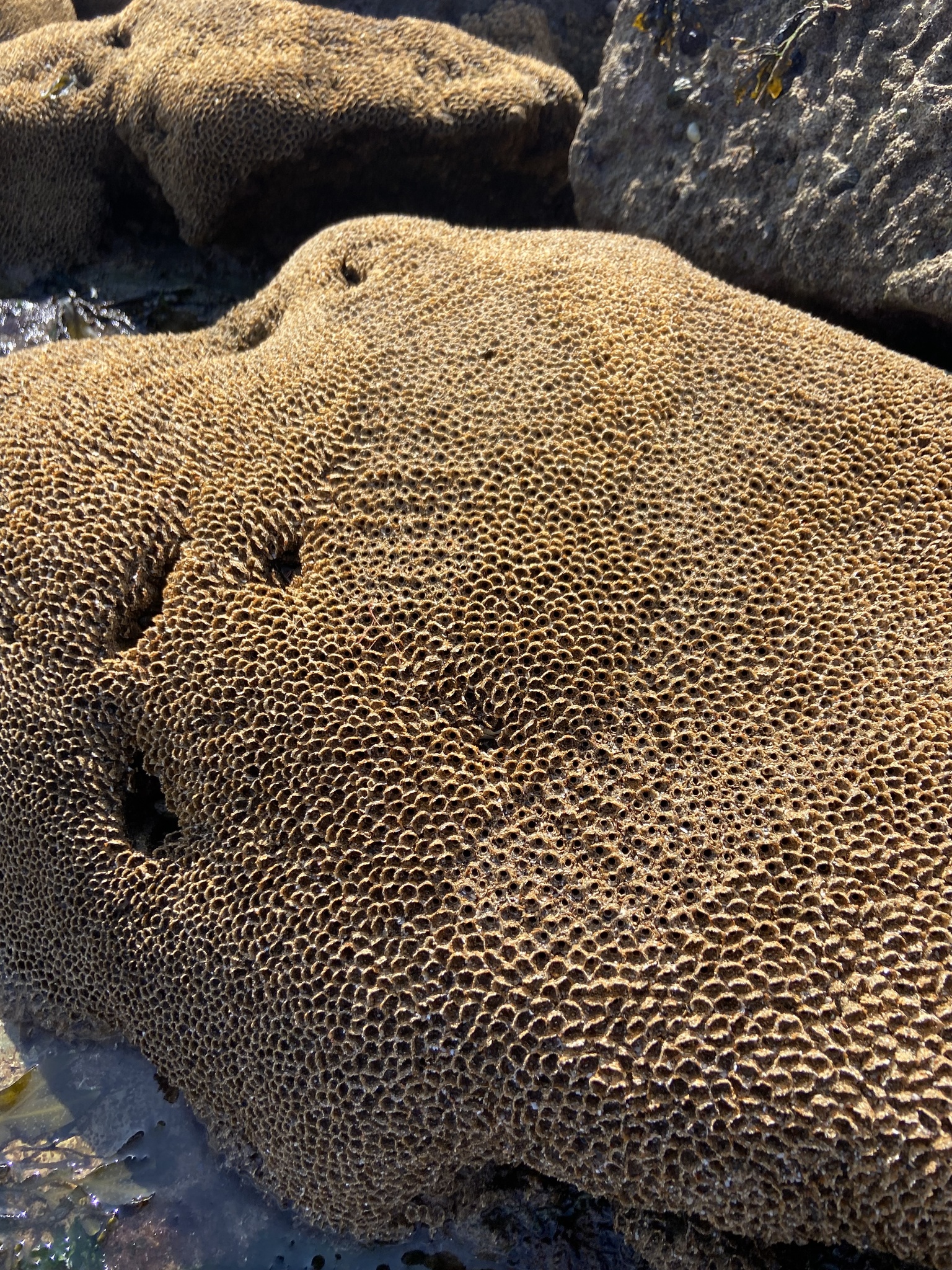 Sabellaria alveolata (Linnaeus, 1767)