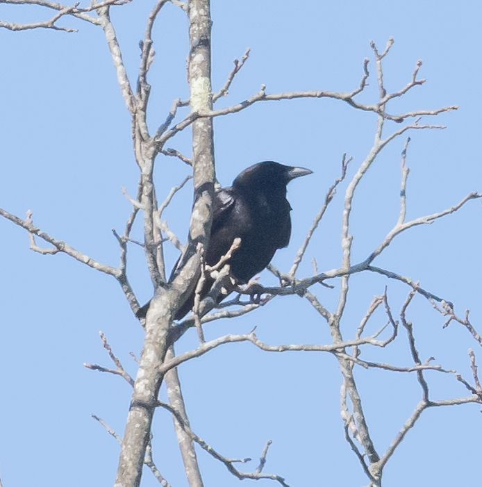 American Crow from Centre County, PA, USA on April 09, 2023 at 10:53 AM ...