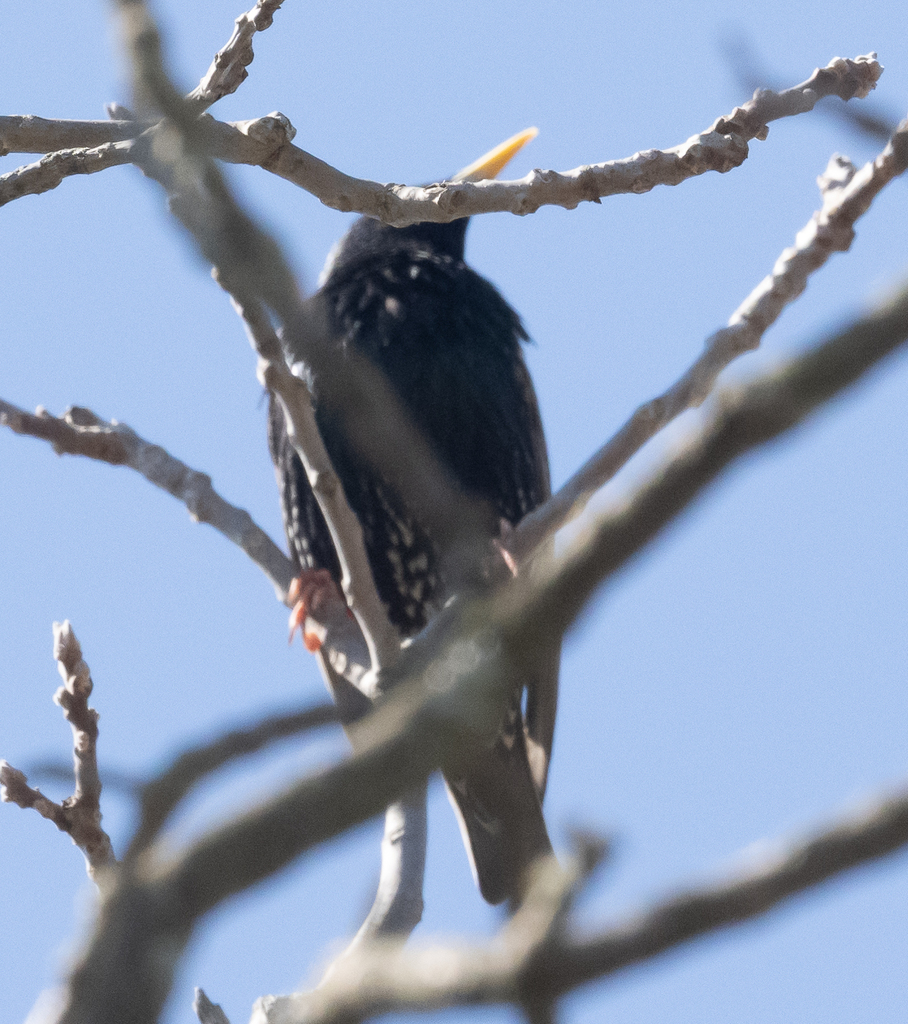 European Starling from Centre County, PA, USA on April 09, 2023 at 10: ...