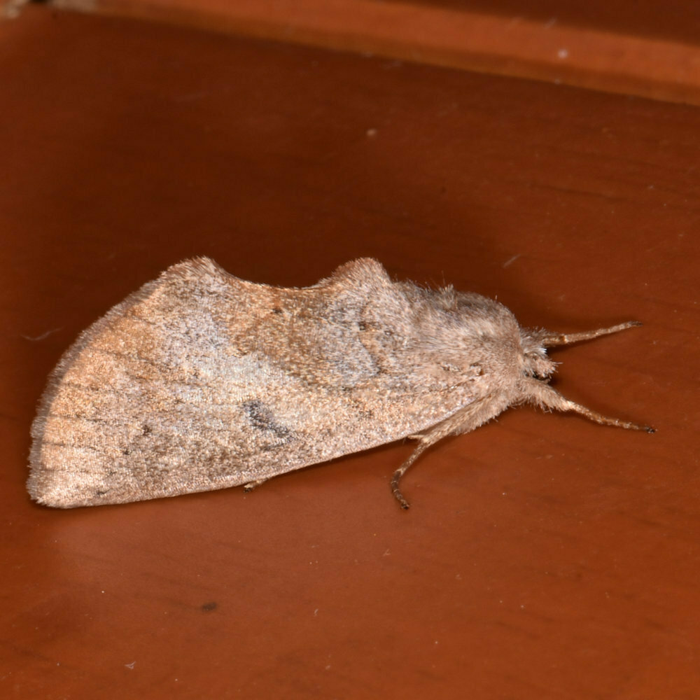 Sabis Prominent from Alajuela Province, San Carlos, Costa Rica on March ...