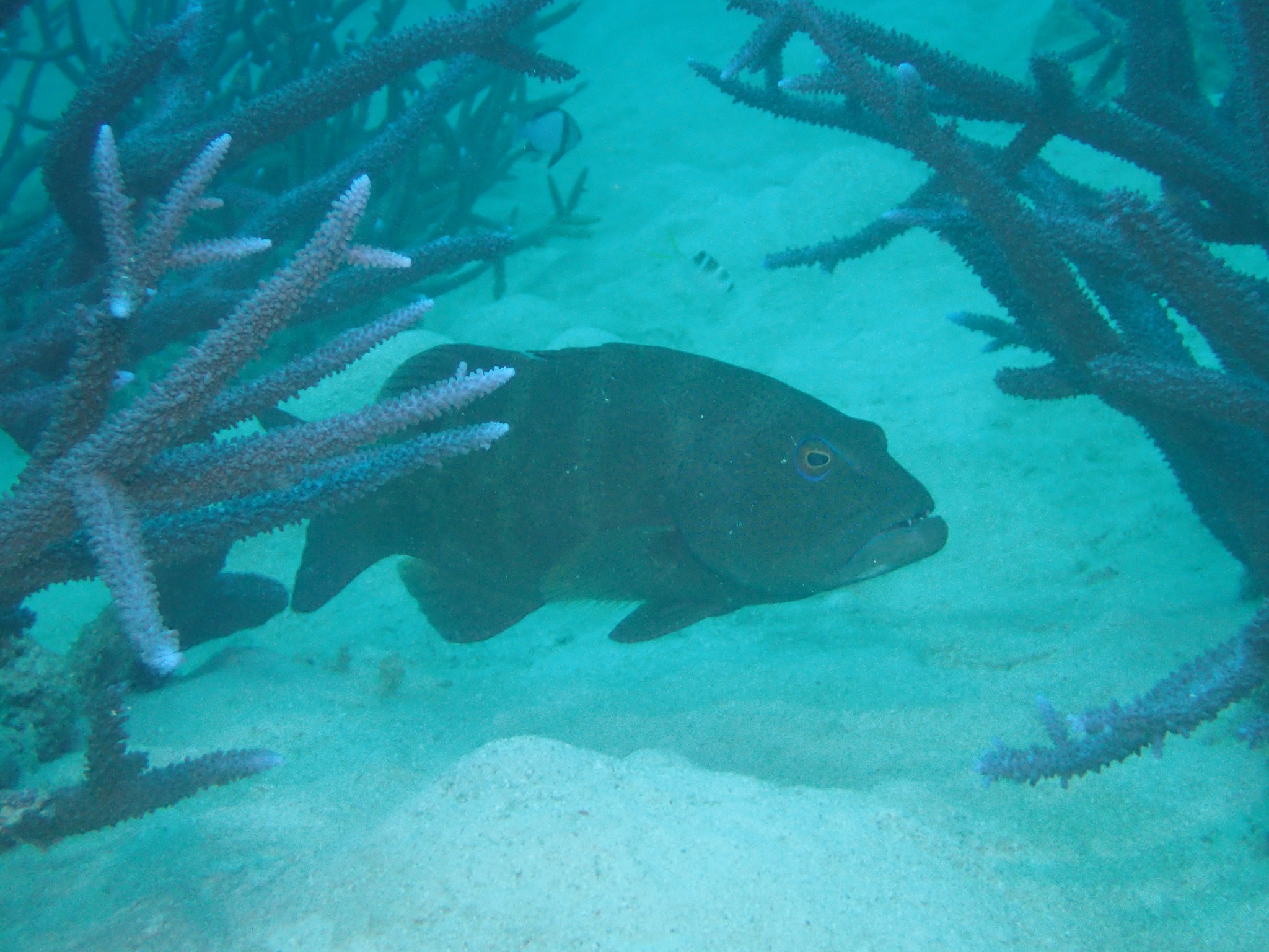 Plectropomus leopardus (Lacepède, 1802)