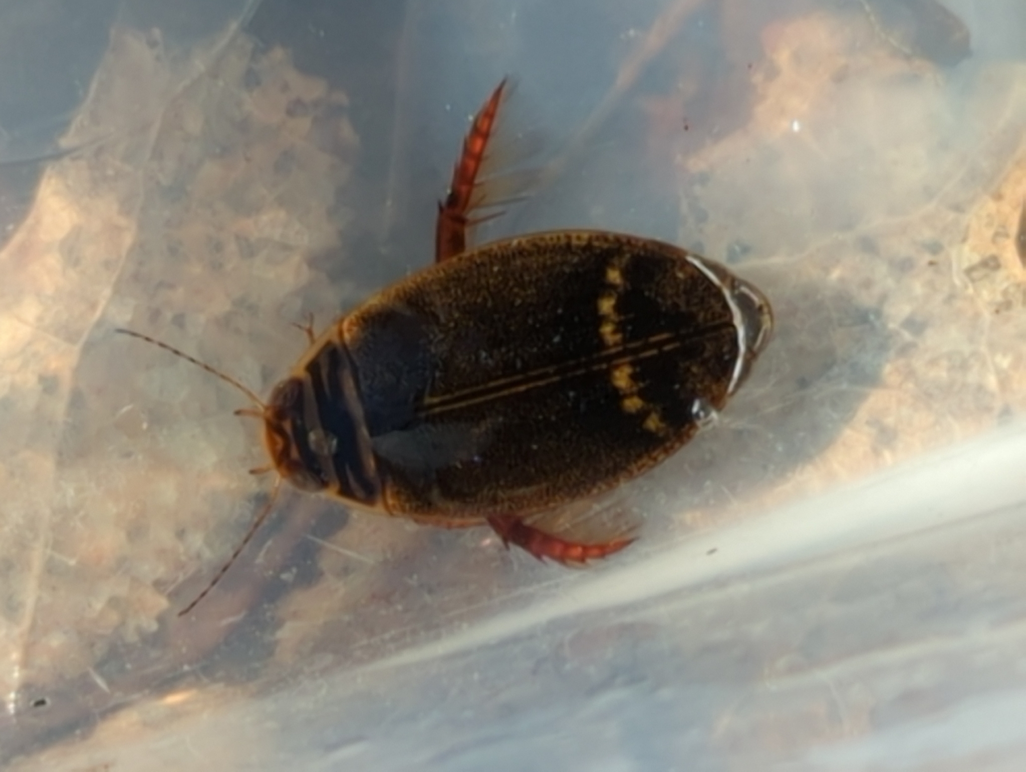 Acilius semisulcatus Aubé, 1838