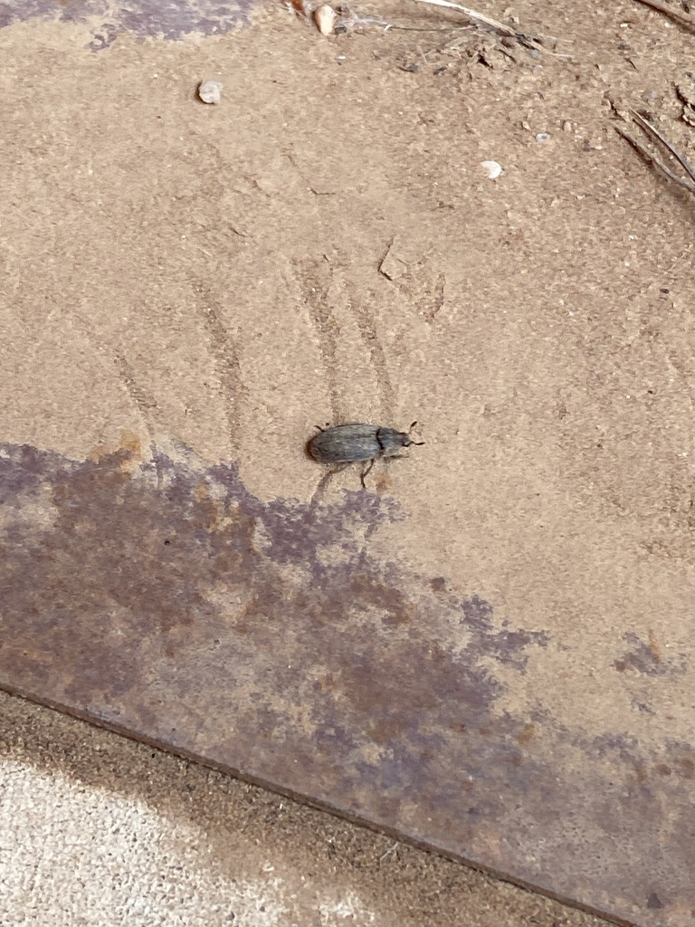 Hide Beetle from Indiana Ave, Lubbock, TX, US on April 9, 2023 at 01:52 ...