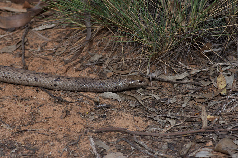 Mainland Dugite (Pseudonaja affinis affinis) - Snakes and Lizards