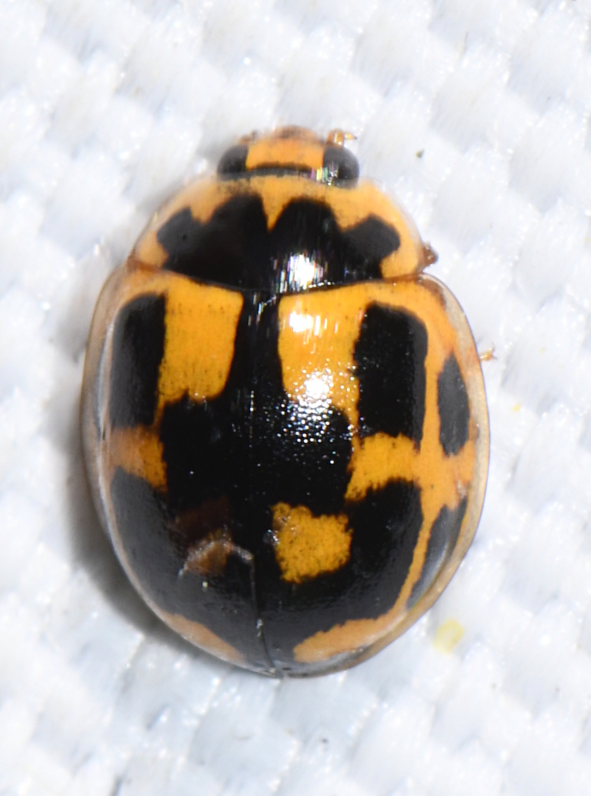 Propylea quatuordecimpunctata (Linnaeus, 1758)