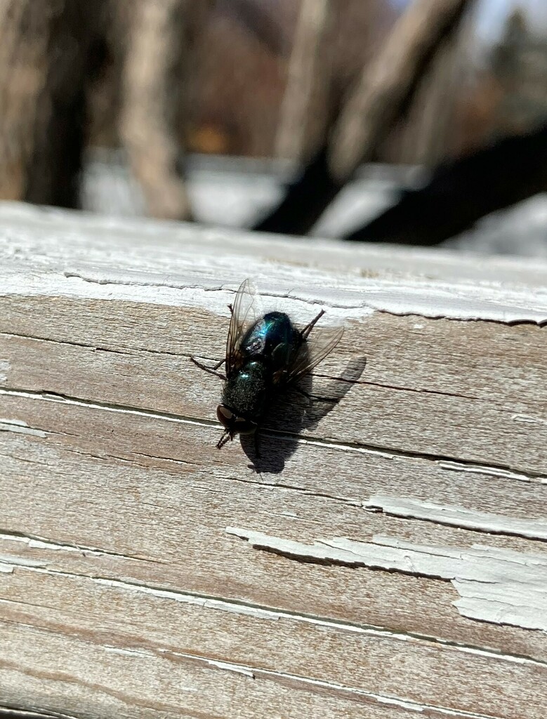 Blow Flies from Douglasdale, Calgary, AB T2Z, Canada on April 07, 2023 ...