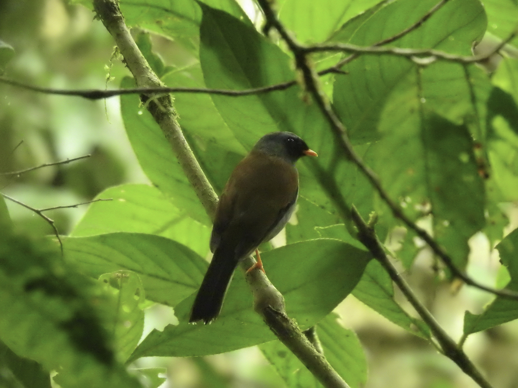 Varied Solitaire from Darién Province, Panama on March 23, 2023 at 12: ...