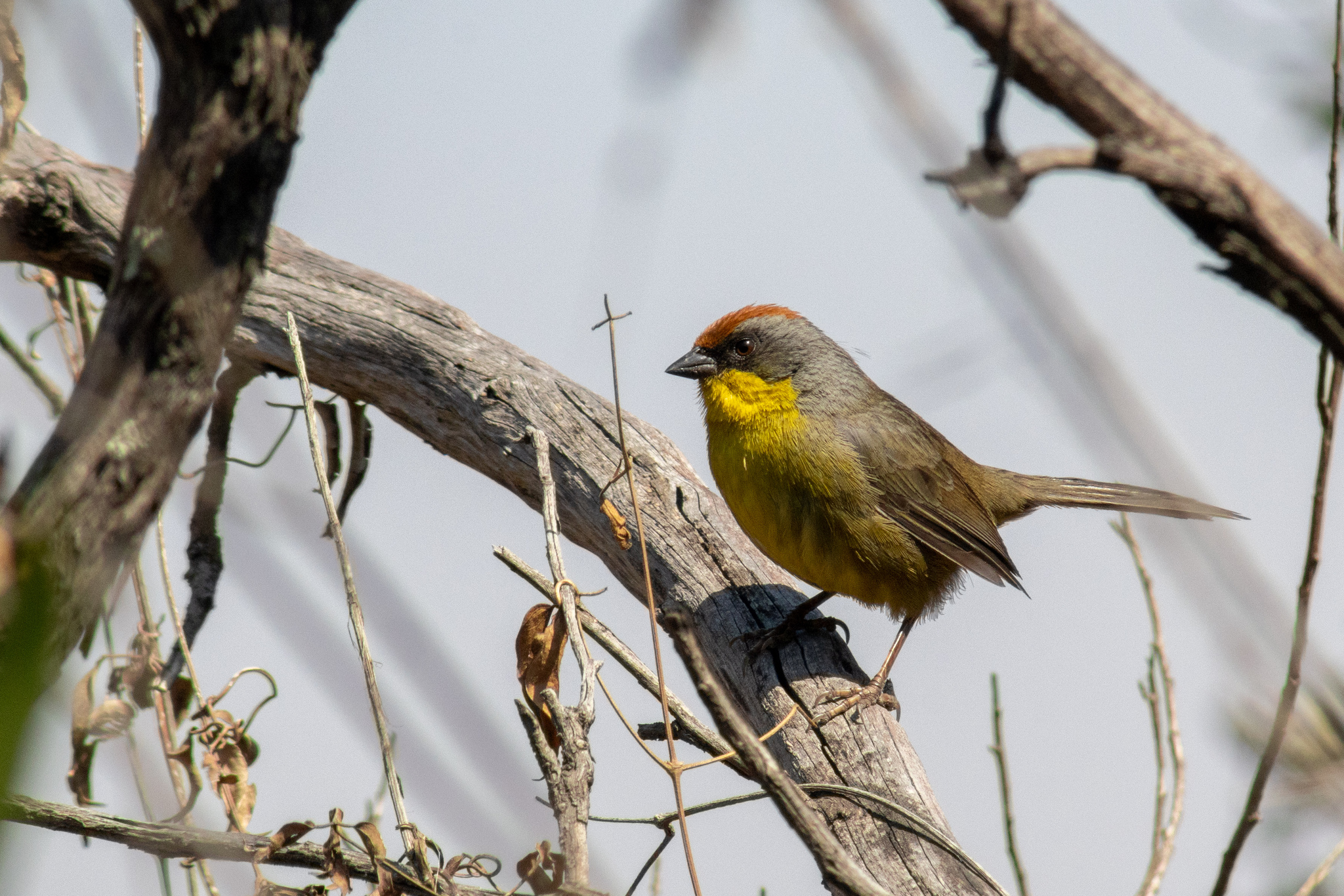 Atlapetes pileatus Wagler, 1831