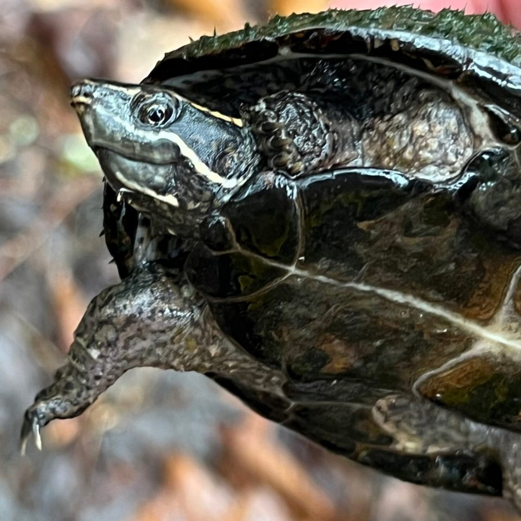 Eastern Musk Turtle from Athens on April 08, 2023 at 06:02 PM by ...