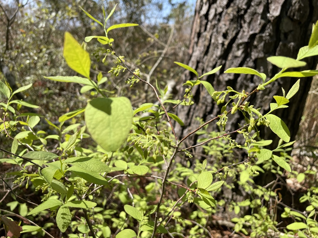 dangleberry from Kitty Hawk, NC, US on April 09, 2023 at 12:55 PM by ...