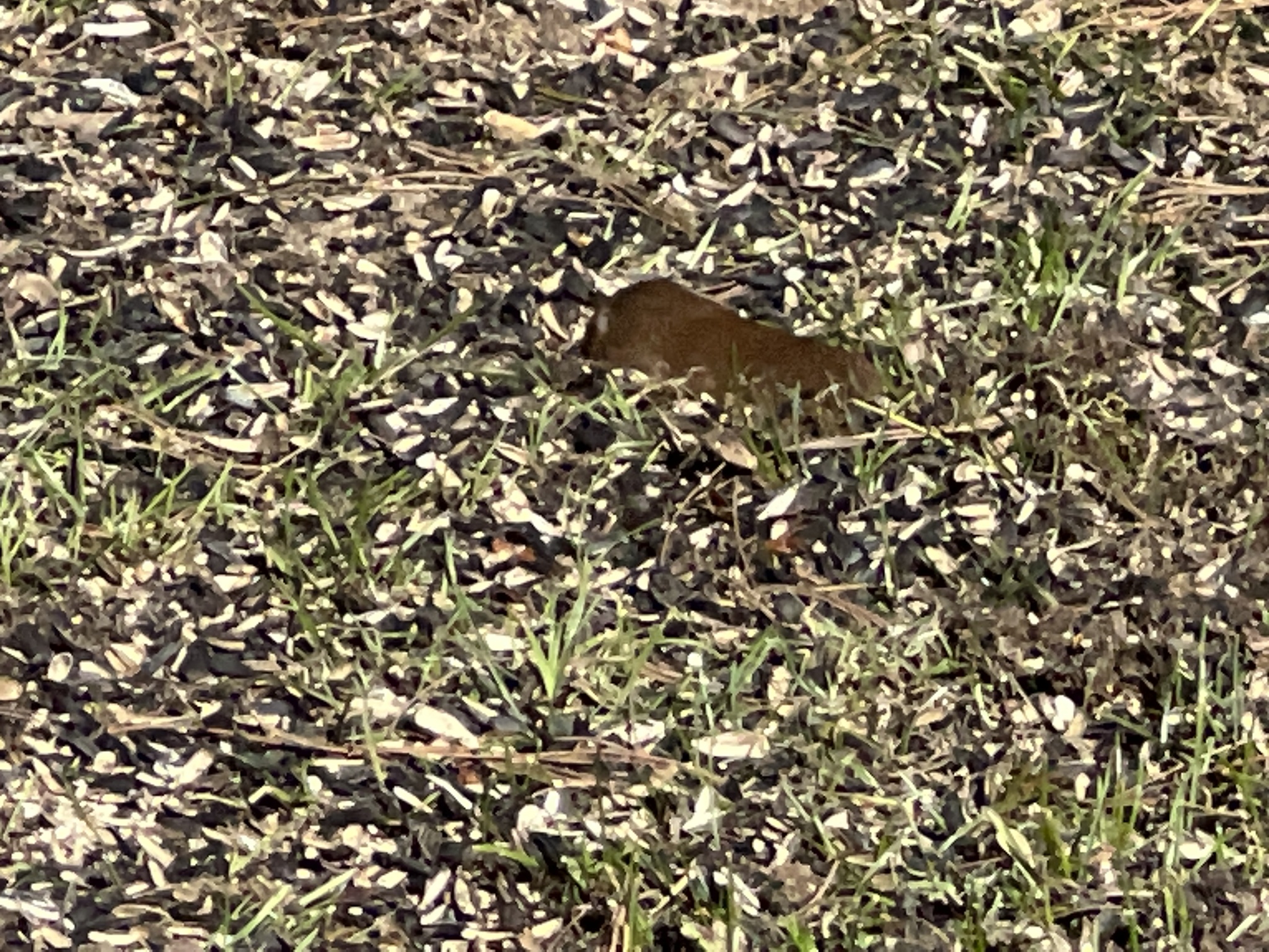 Microtus pinetorum (Le Conte, 1830)