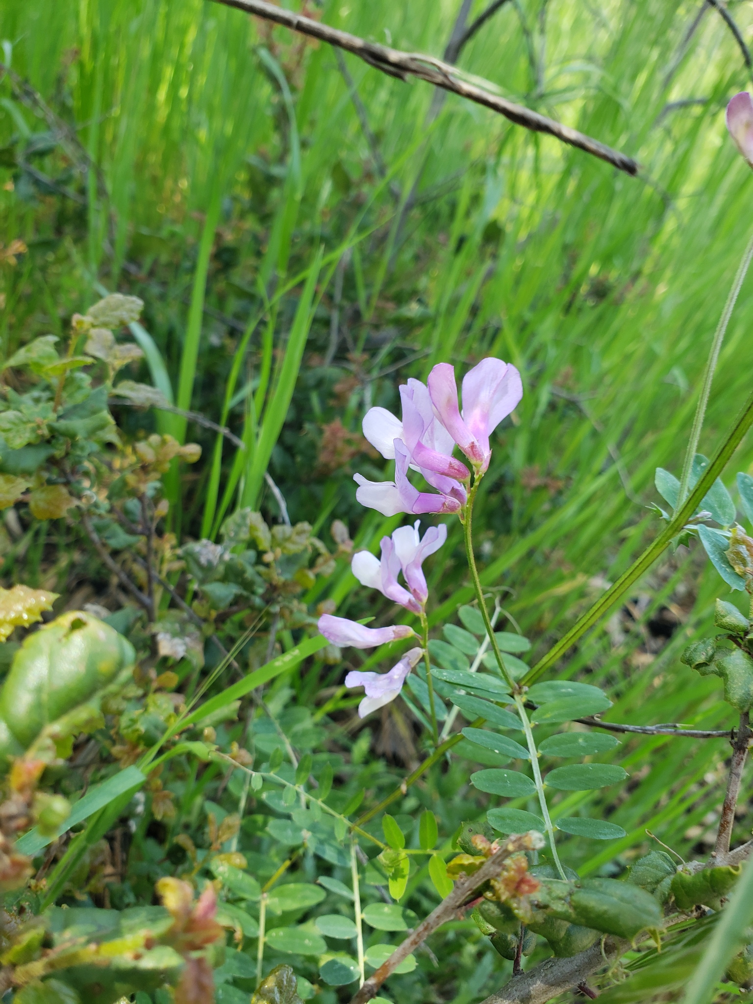 Vicia americana Muhl. ex Willd.