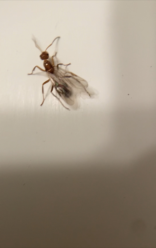 Difficilis-group Field Ants from Memorial Park, Cinnaminson, NJ, US on ...