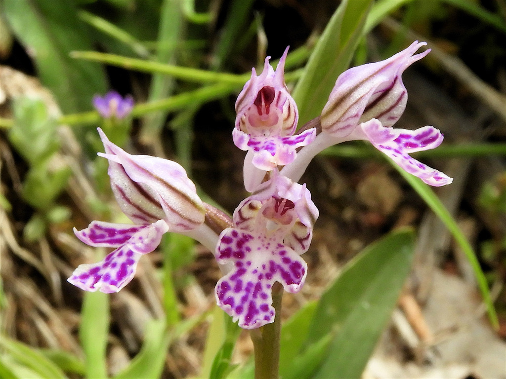 Three-toothed orchid from Samaria Gorge, Sfakia, Greece on April 19 ...