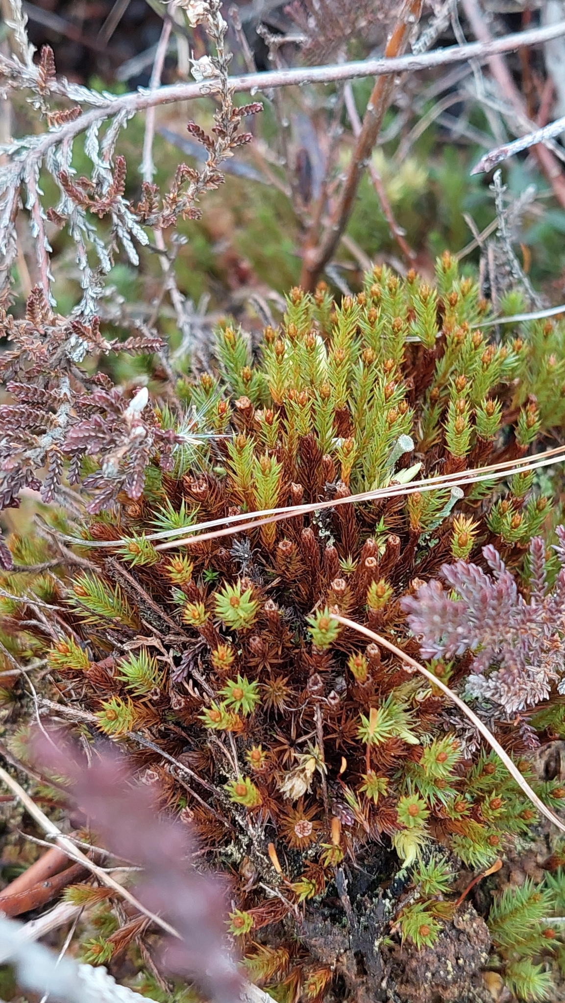 Polytrichum strictum Menzies ex Bridel, 1801