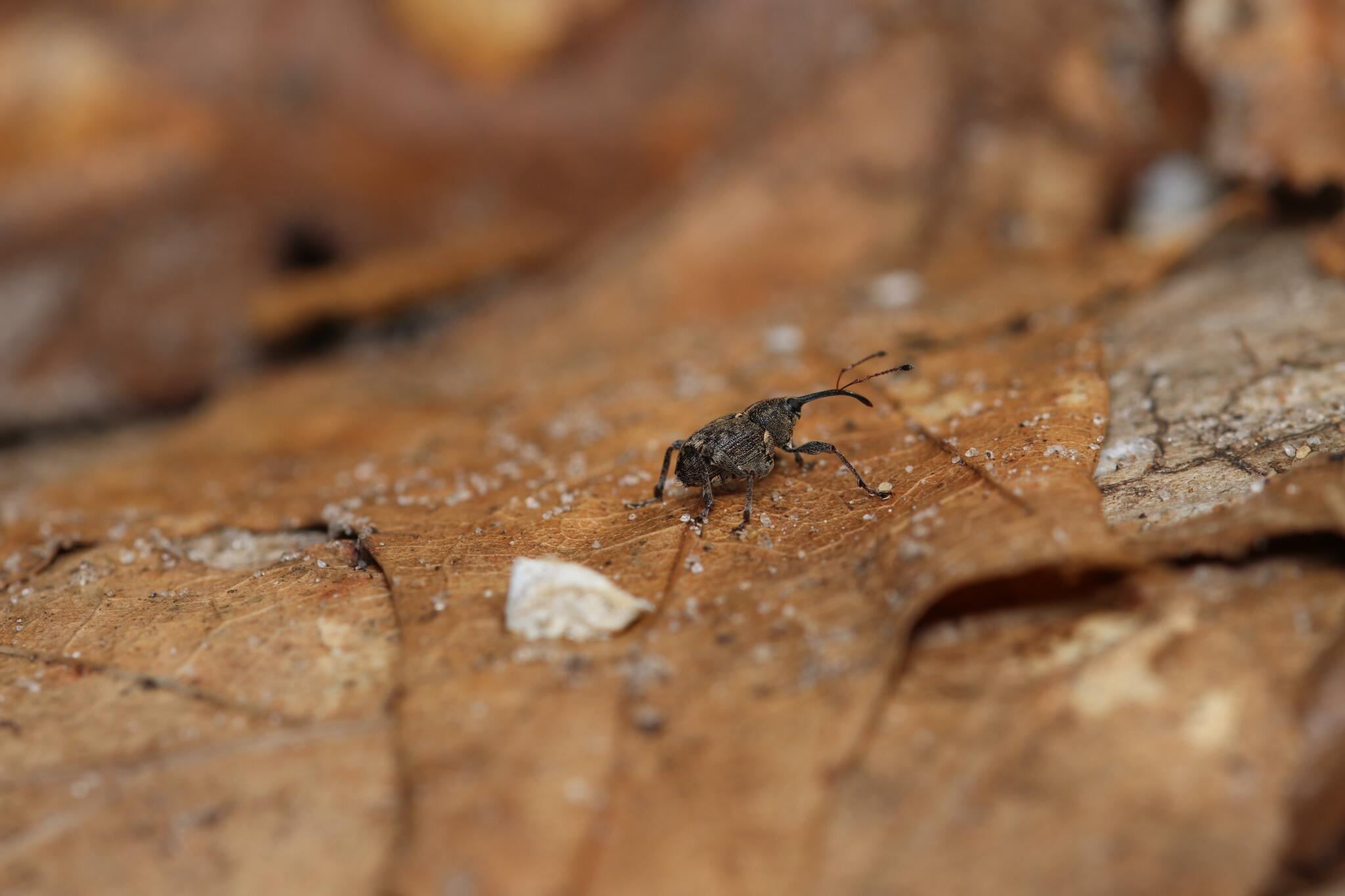 Curculio villosus J.C.Fabricius, 1781
