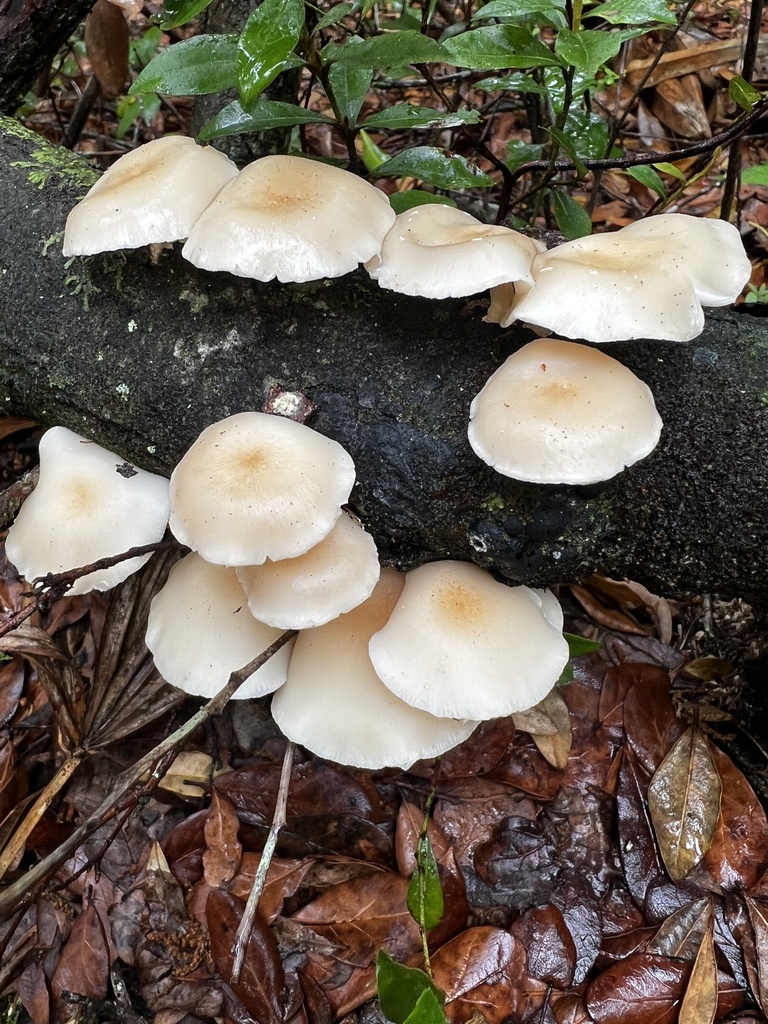 American shitake (Amazon Fungi) · iNaturalist