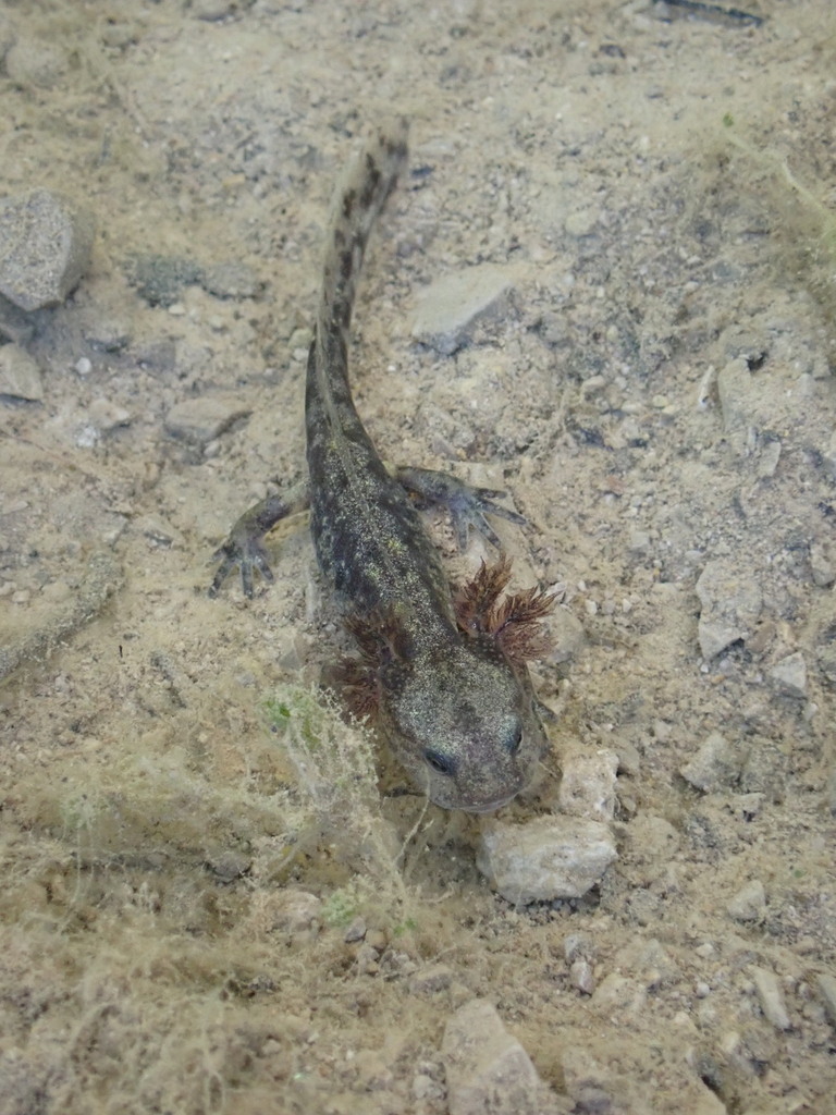 North African Fire Salamander in March 2023 by Théalie Dhellemmes ...