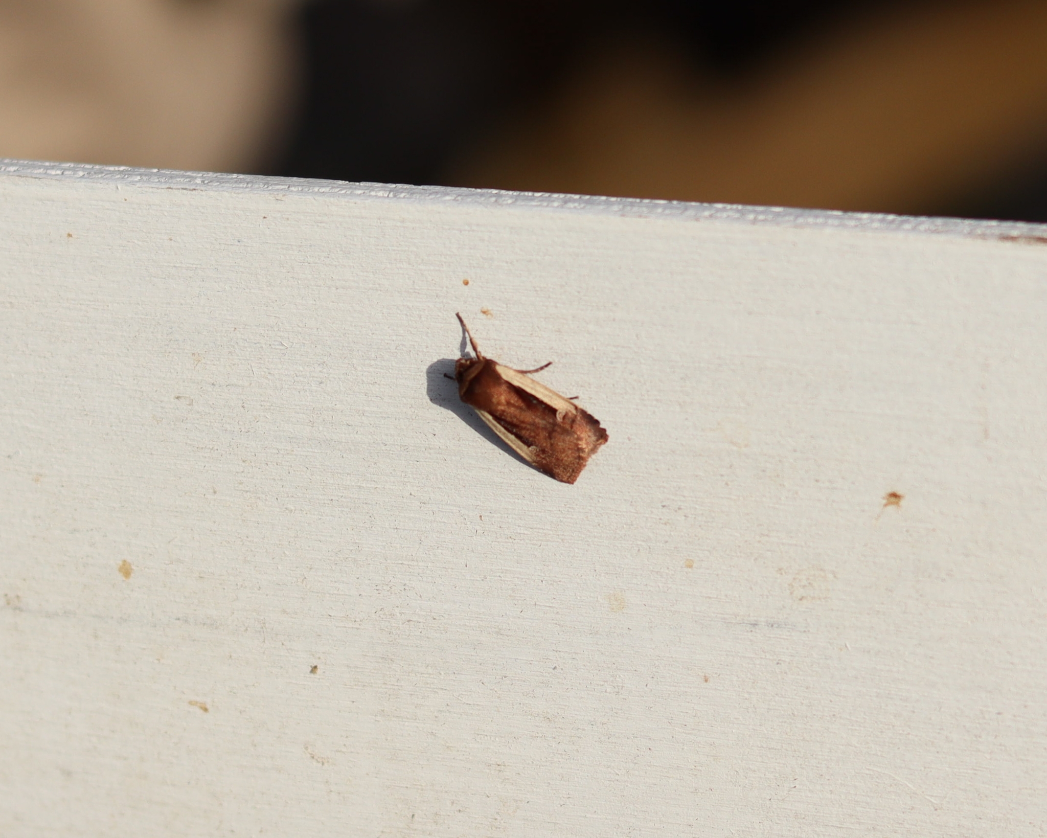 Ochropleura plecta Linnaeus, 1761