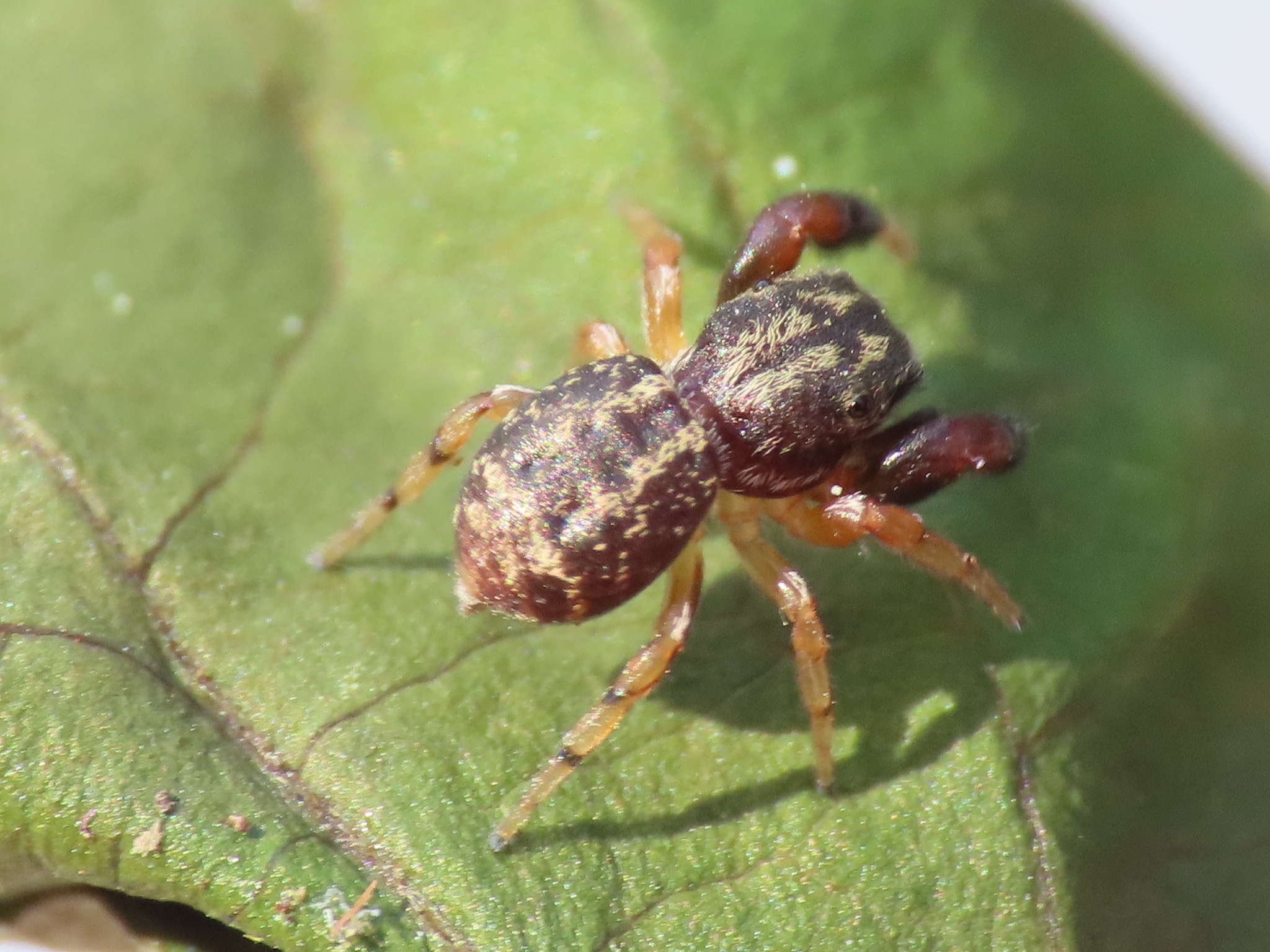Ballus chalybeius (Walckenaer, 1802)