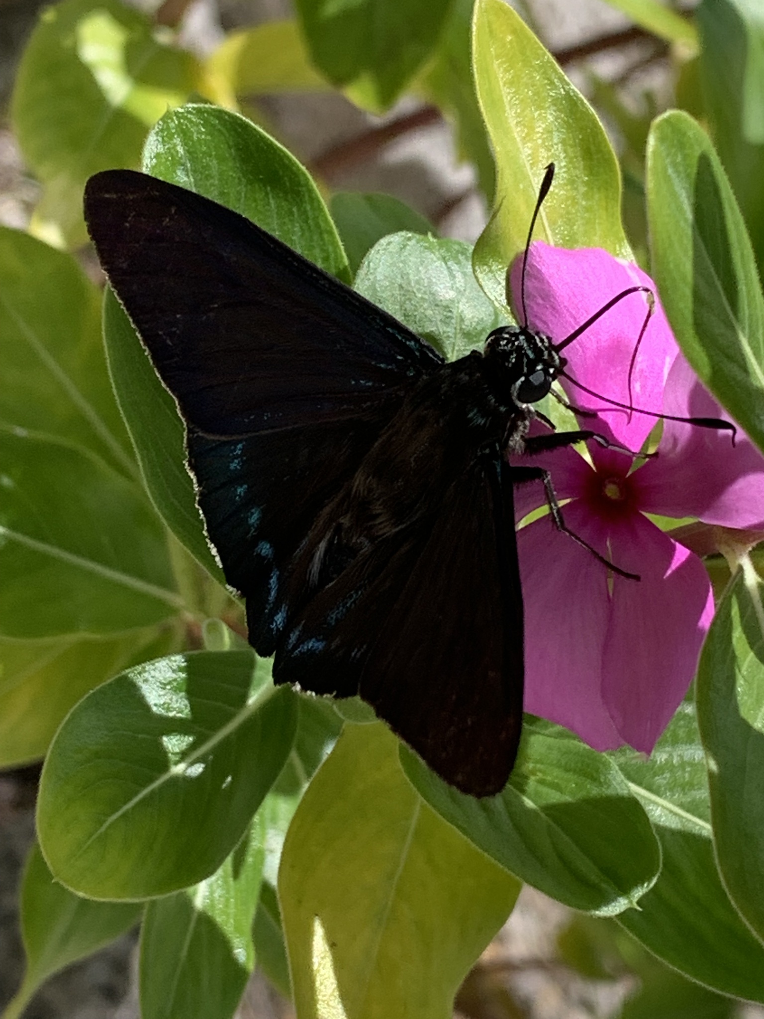 Phocides pigmalion (Cramer, 1779)