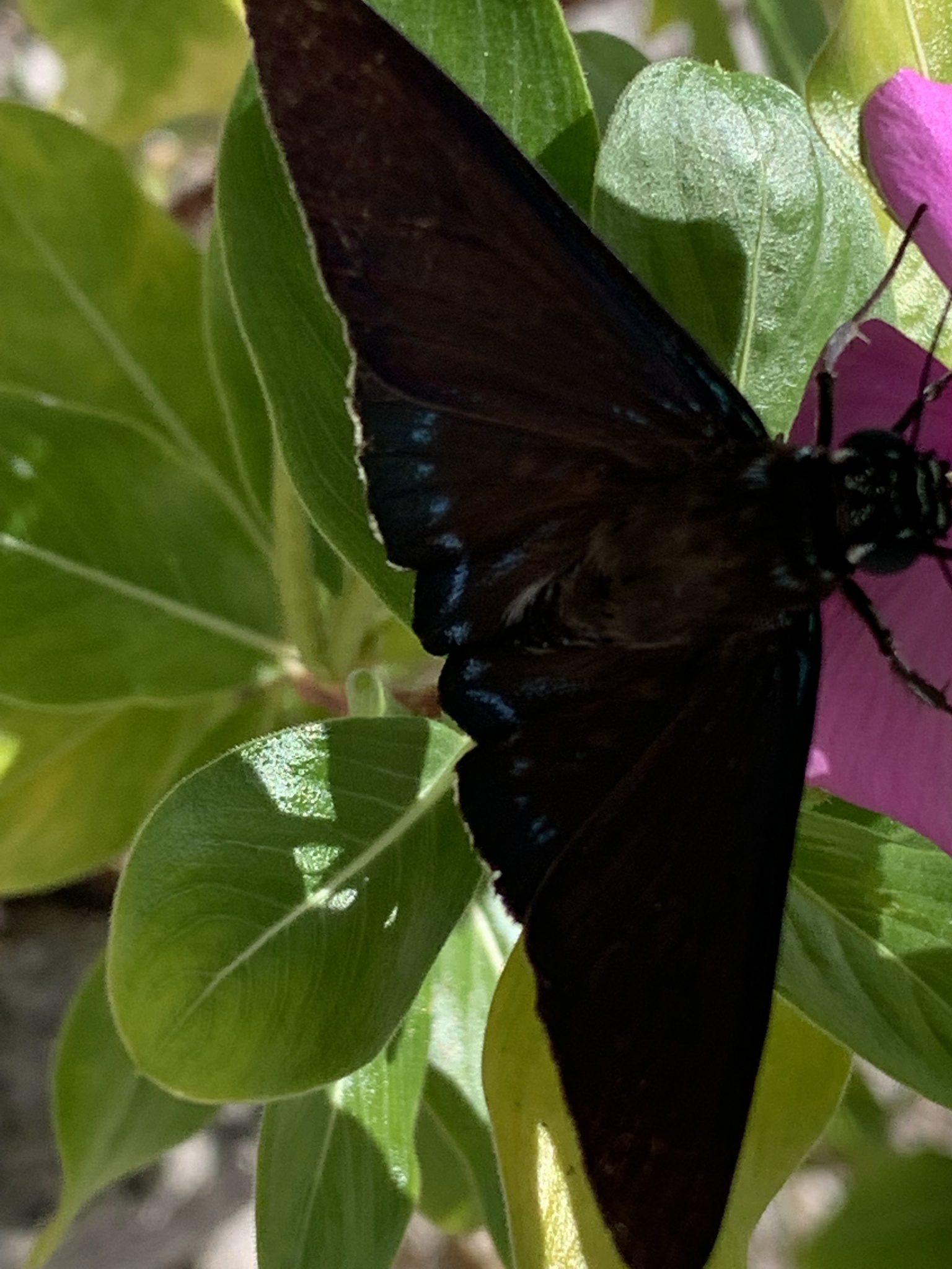 Phocides pigmalion (Cramer, 1779)