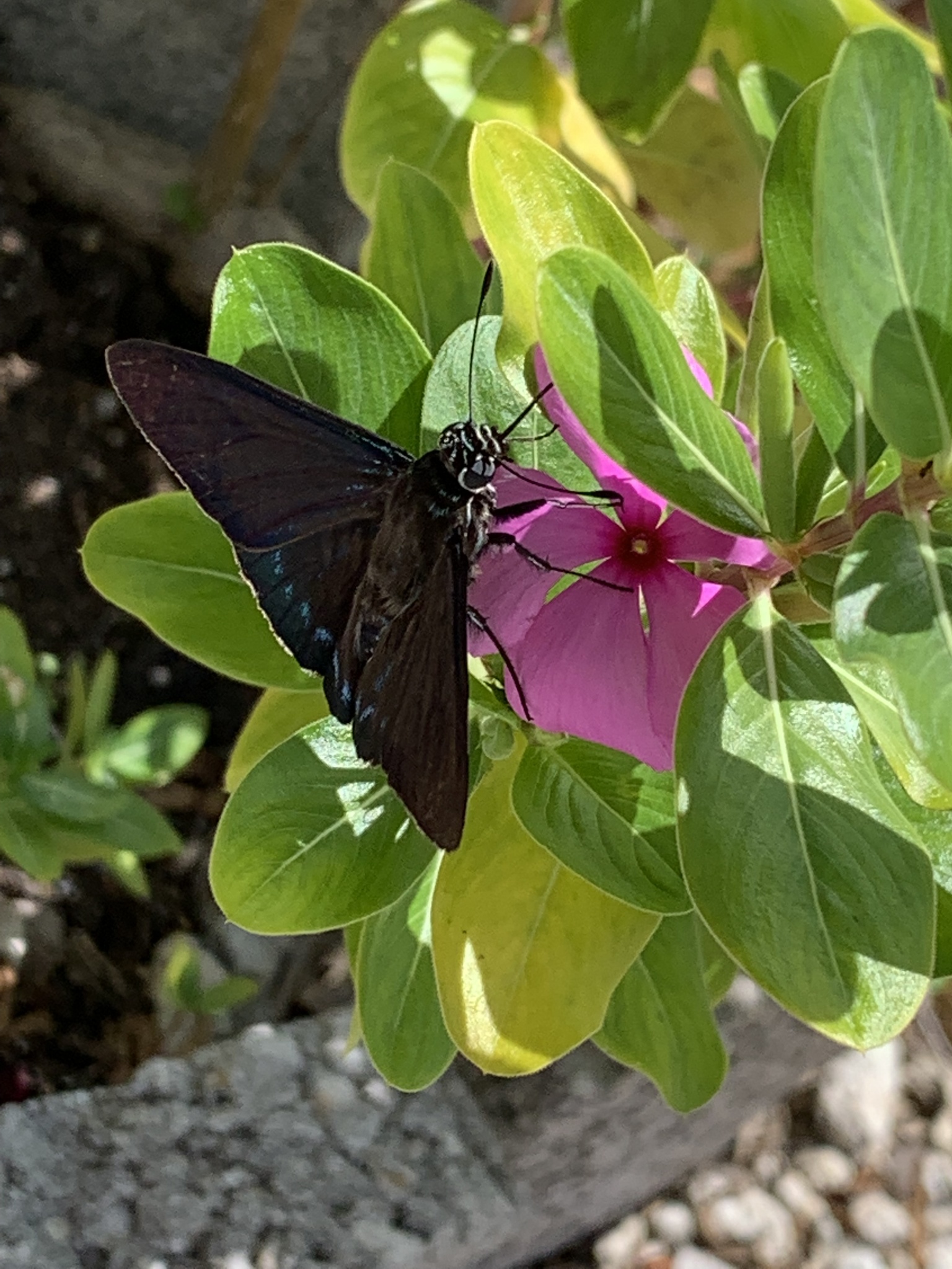 Phocides pigmalion (Cramer, 1779)