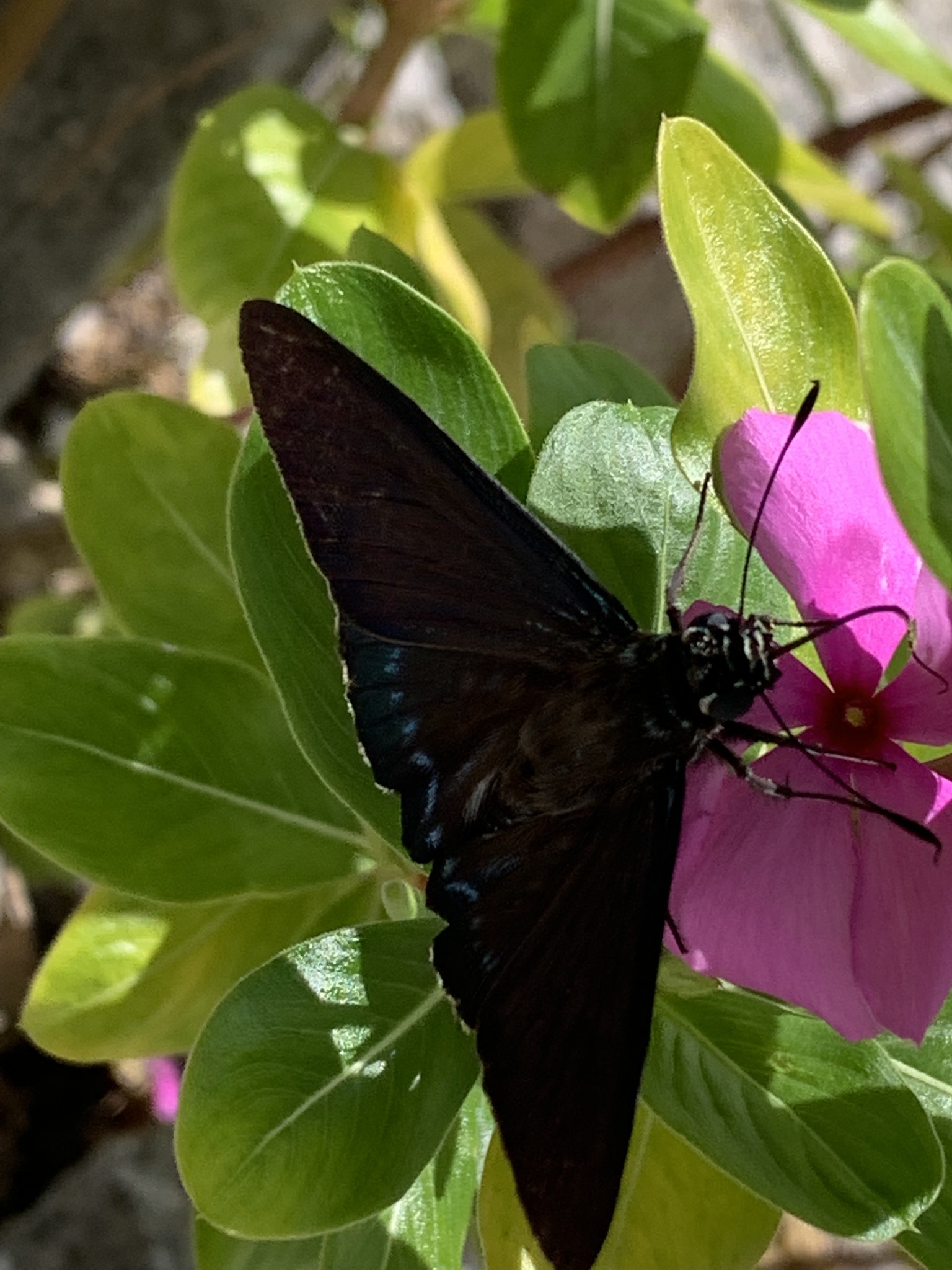 Phocides pigmalion (Cramer, 1779)