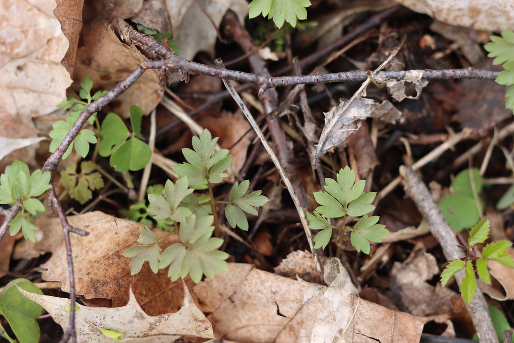 Moschatel from 561 69 Dolní Morava, Česko on April 09, 2023 at 05:05 PM ...