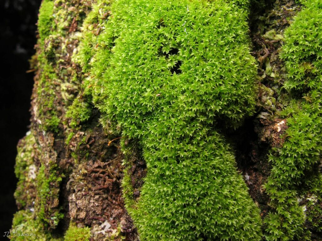 Park Yoke-moss from Pontevedra, Spain on March 26, 2023 at 12:00 PM by ...