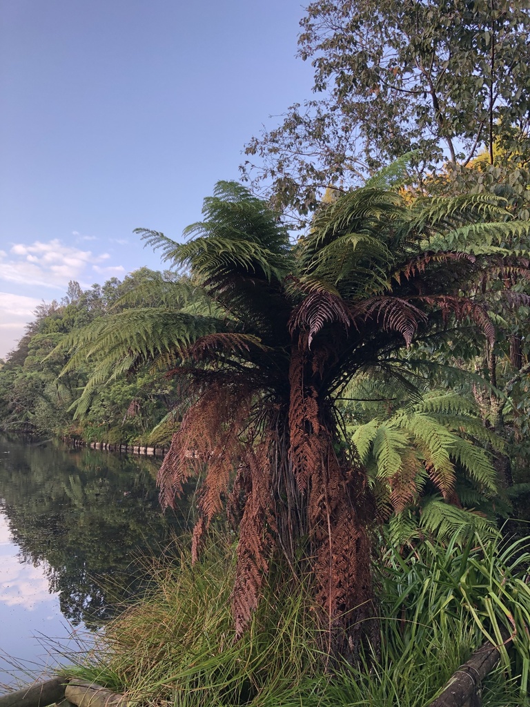 golden tree fern from Pukekura Park, New Plymouth, Taranaki, NZ on ...