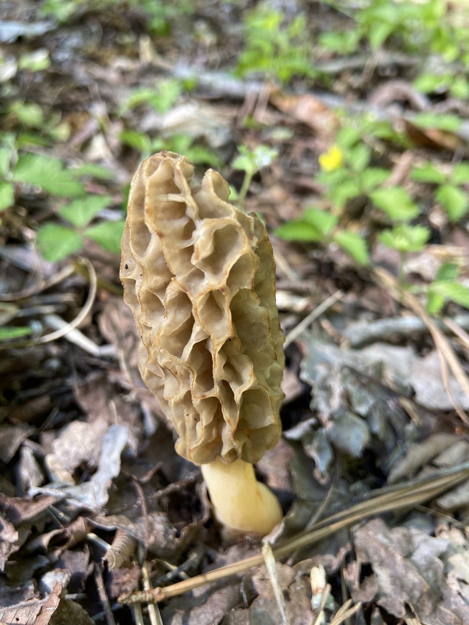 Morchella diminutiva M.Kuo, Dewsbury, Moncalvo & S.L.Stephenson