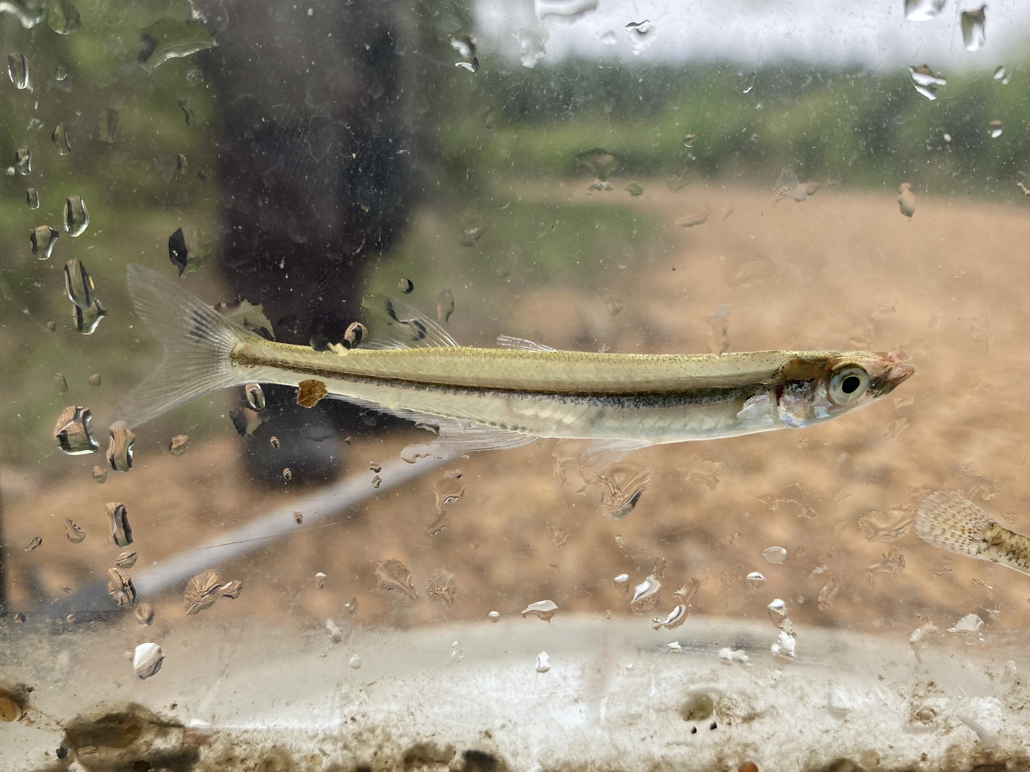 Labidesthes vanhyningi Bean & Reid, 1930
