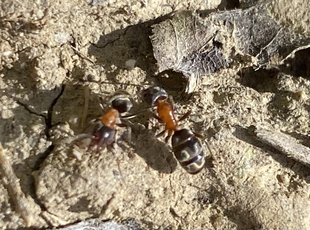 Western Velvety Tree Ant from San Jacinto Wildlife Area, Moreno Valley ...