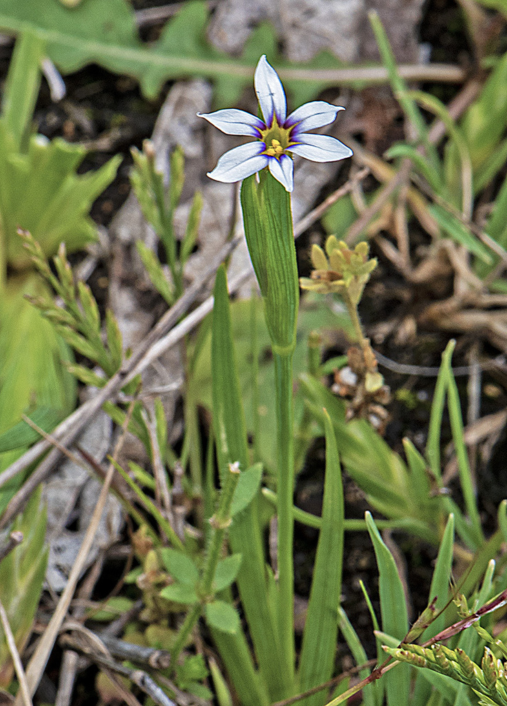 Blue Pigroot from Canyon Lake, TX, USA on April 8, 2023 at 02:01 PM by ...