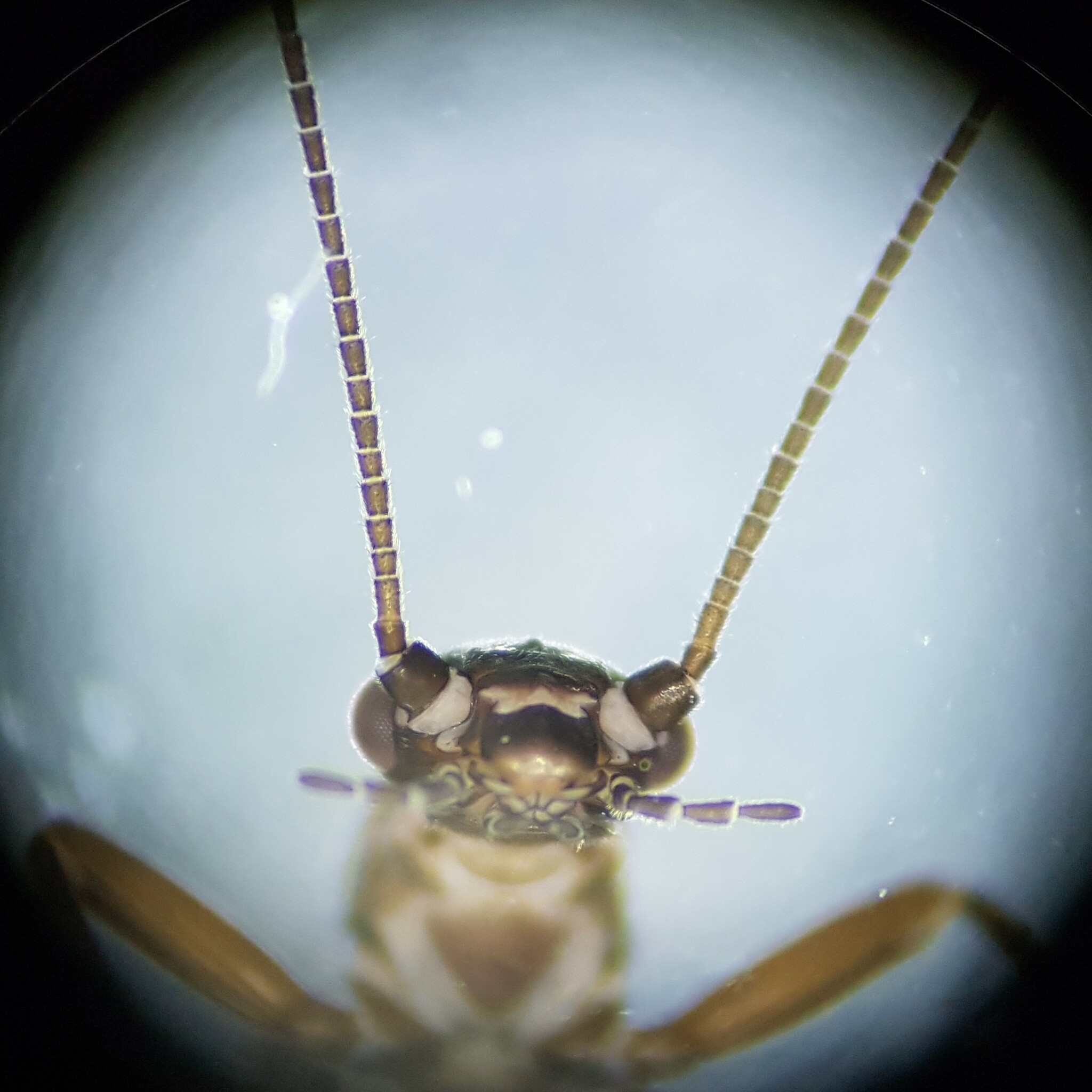 Leuctra inermis Kempny, 1899