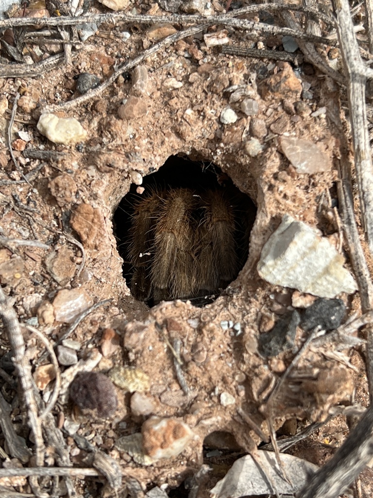 Desert Tarantula from S River Rd, St. George, UT, US on April 8, 2023 ...